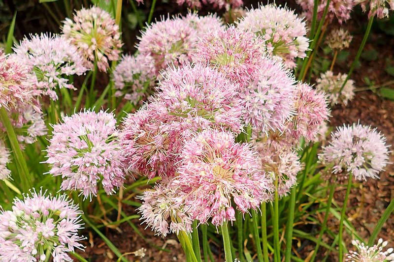 Allium nutans (Siberian Chives)