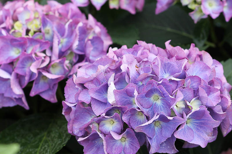 Hydrangea macrophylla Cityline® Rio