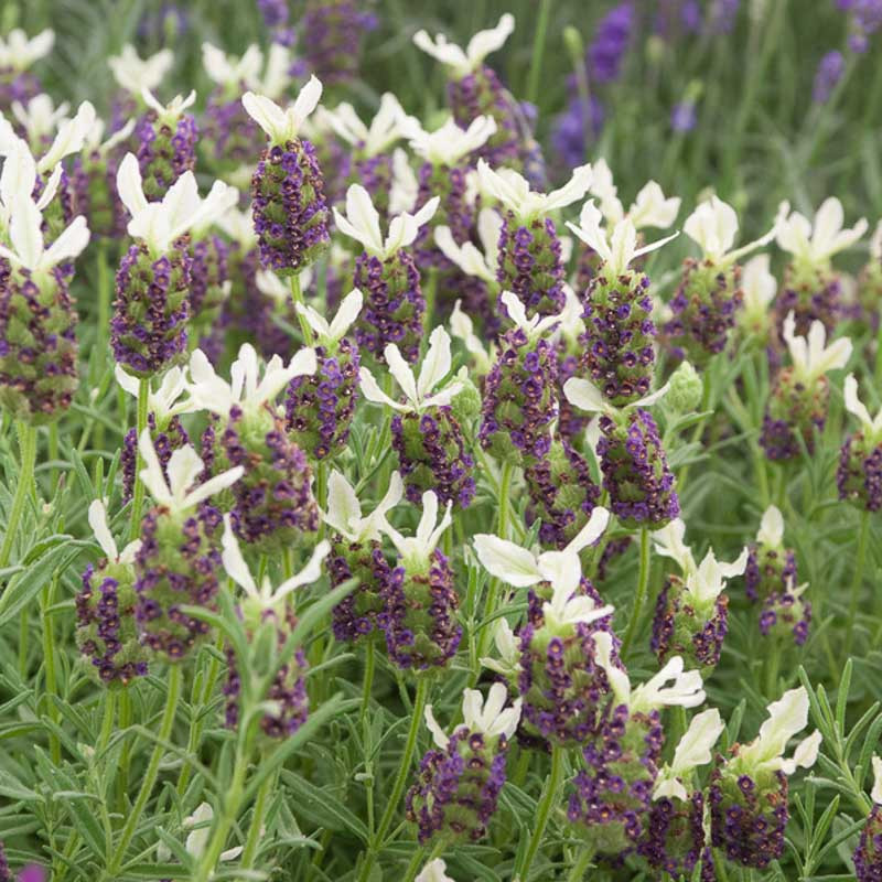 Lavandula stoechas 'Pretty Polly' (Lavender)