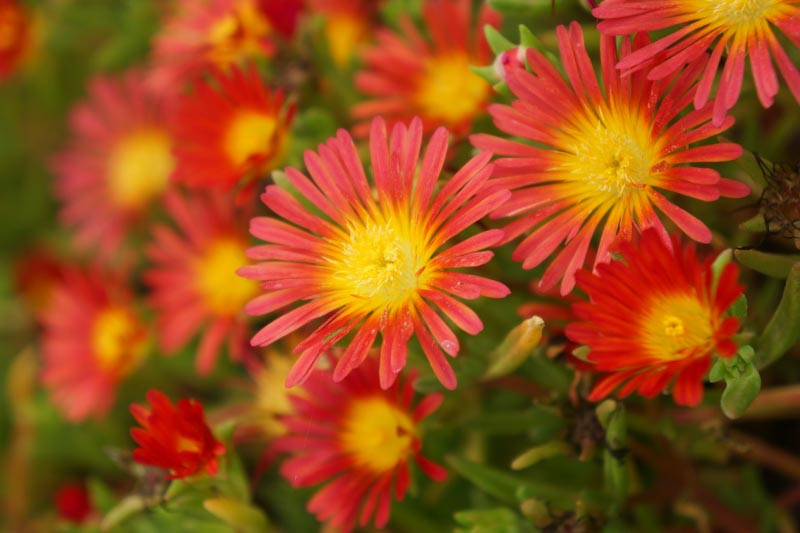 Delosperma 'Wheels of Wonder - Fire Wonder' (Ice Plant)