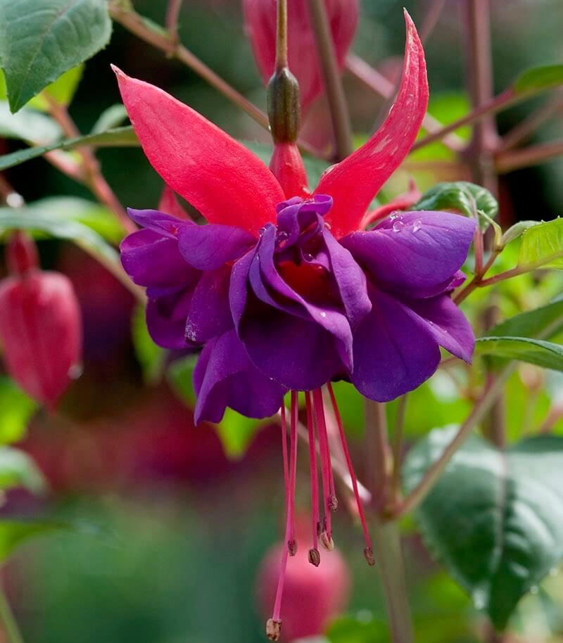 Fuchsia 'Wicked Queen' (Hardy Fuchsia)