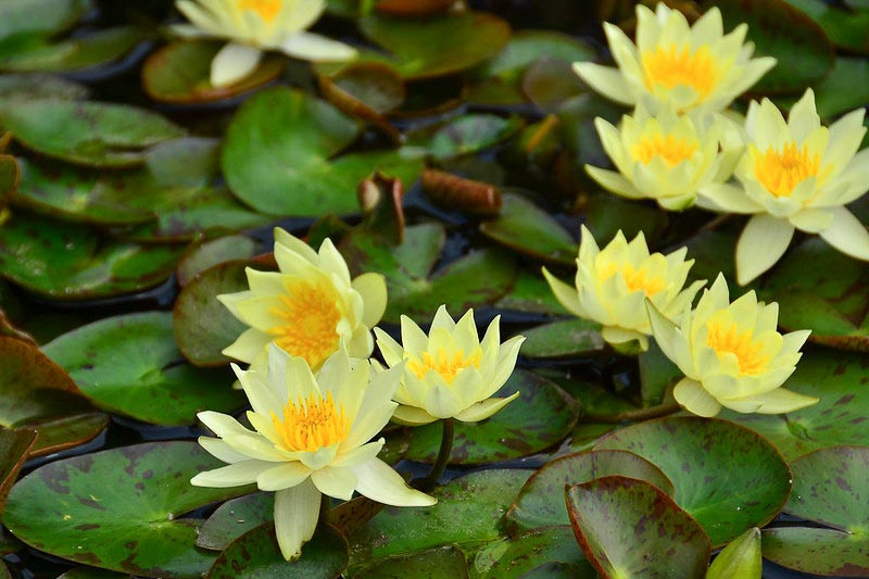 Nymphaea 'Pygmaea Helvola' (Hardy Water Lily)