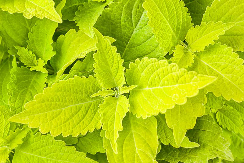 Solenostemon Lime Time™ (Coleus)