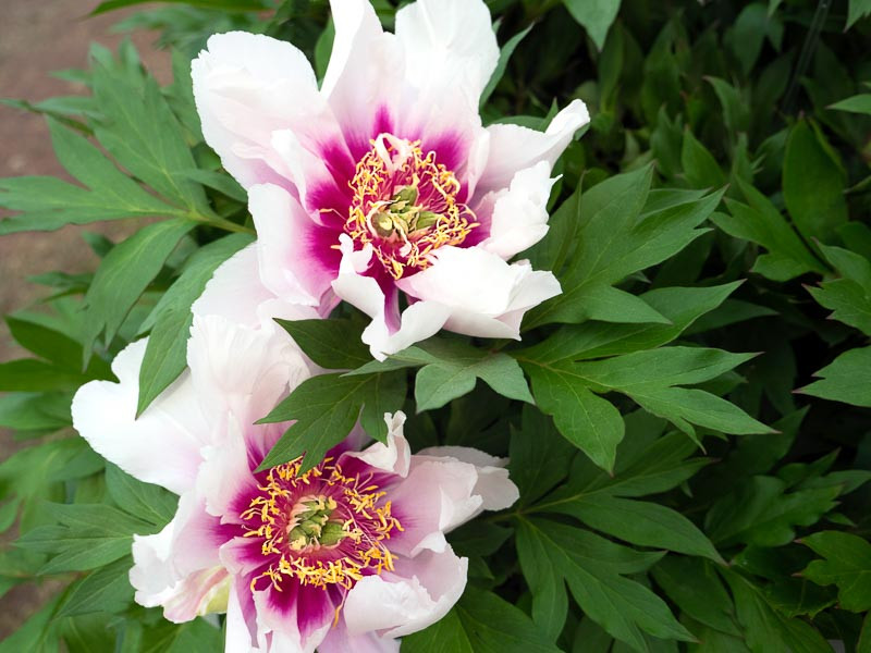 Paeonia 'Cora Louise' (Itoh Peony)