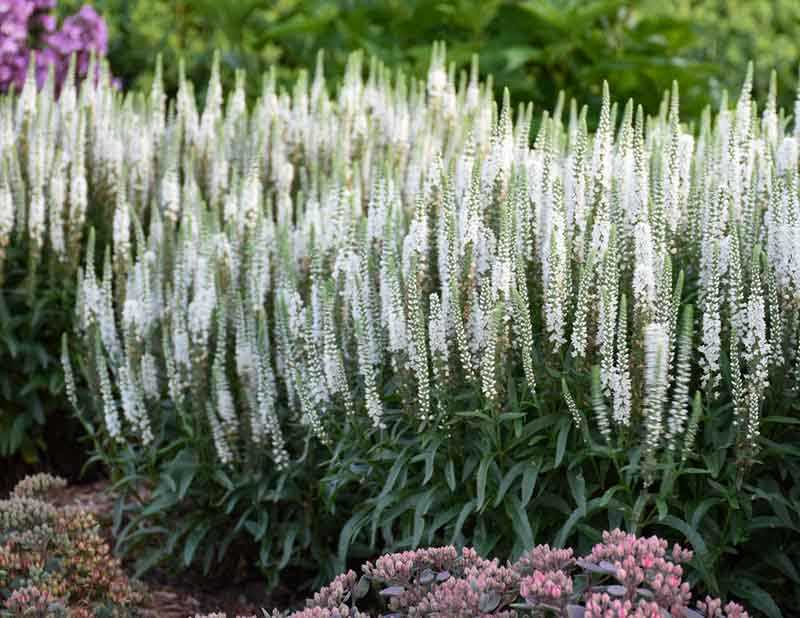 Veronica 'White Wands' (Spike Speedwell)