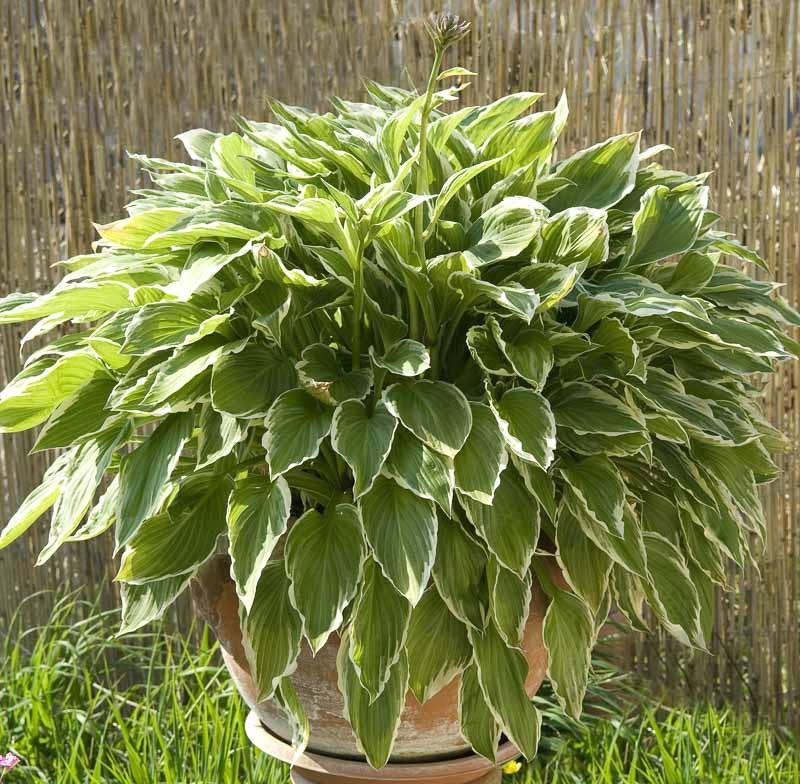 Hosta 'Undulata Albomarginata' (Plantain Lily)
