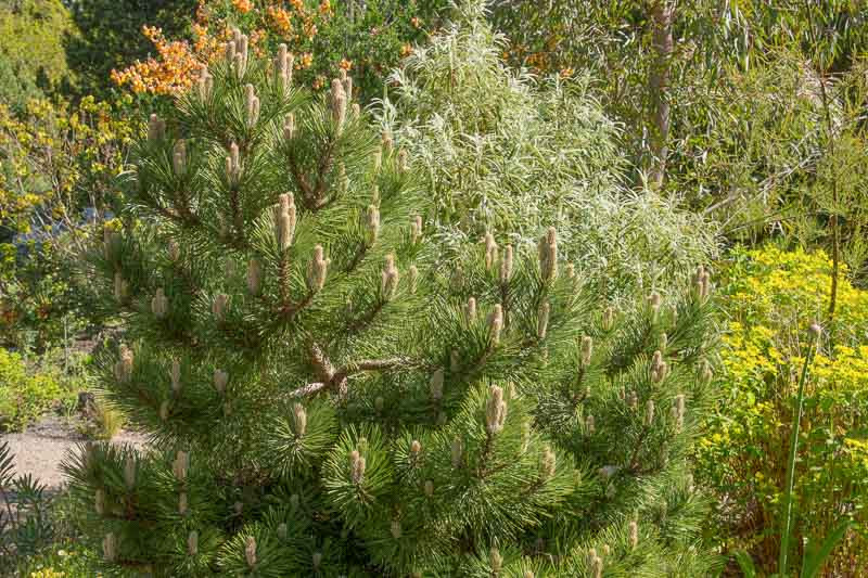 Pinus nigra 'Helga' (Austrian Pine)