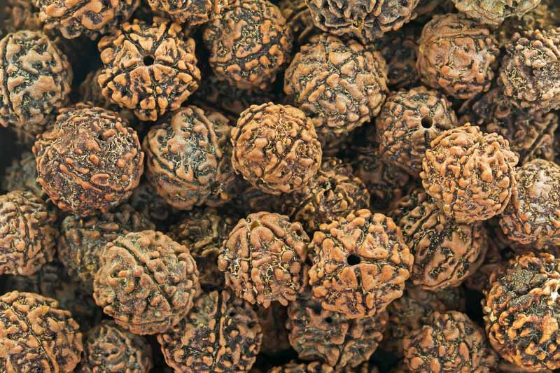Elaeocarpus ganitrus (Rudraksha Tree)