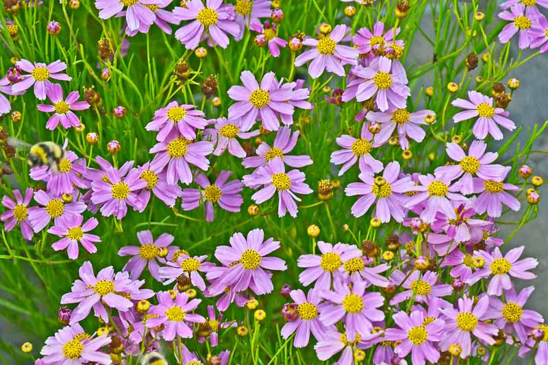 Coreopsis rosea (Pink Tickseed)