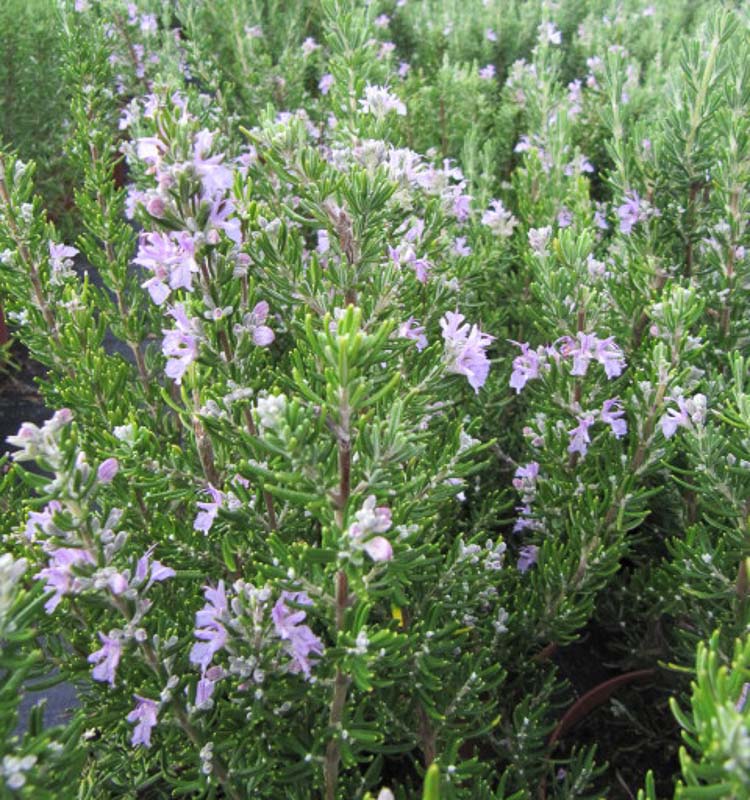 Rosmarinus officinalis 'Roseus' (Rosemary)