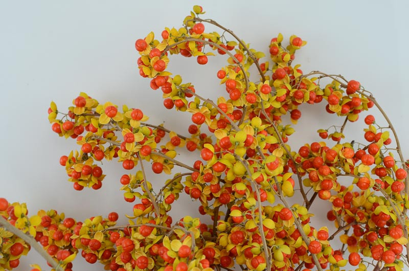 Celastrus orbiculatus (Oriental Bittersweet)