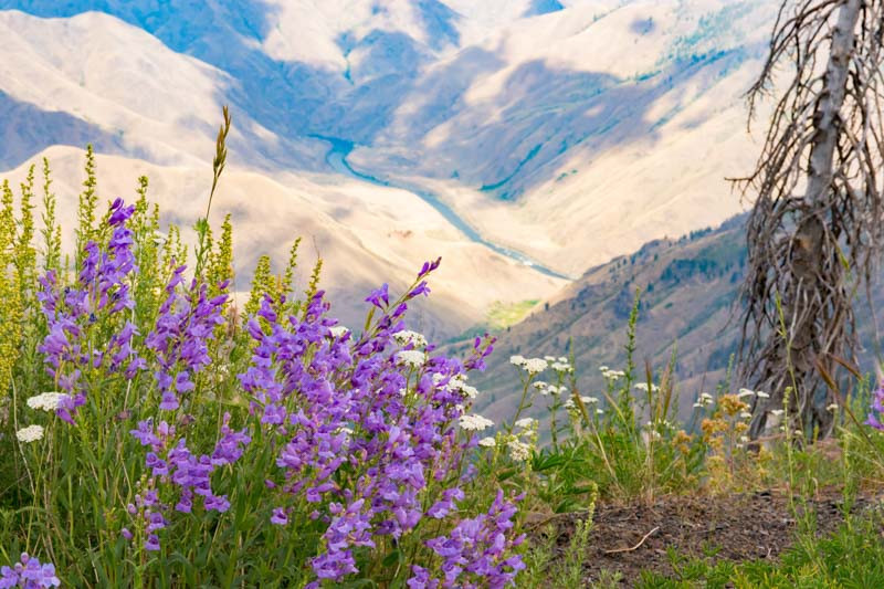 Penstemon venustus (Venus Penstemon)