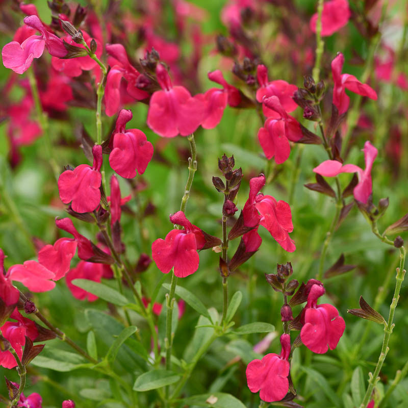 Salvia greggii Mirage Neon Rose (Autumn Sage)