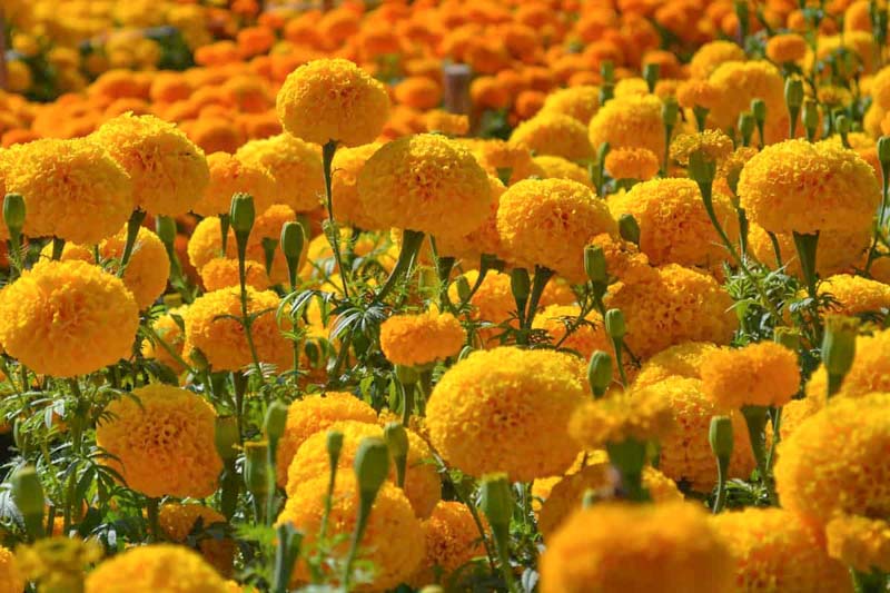 Tagetes erecta Garuda Deep Gold F1 (African Marigold)