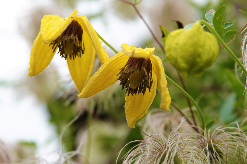 Clematis 'Golden Harvest' (Tangutica Group)