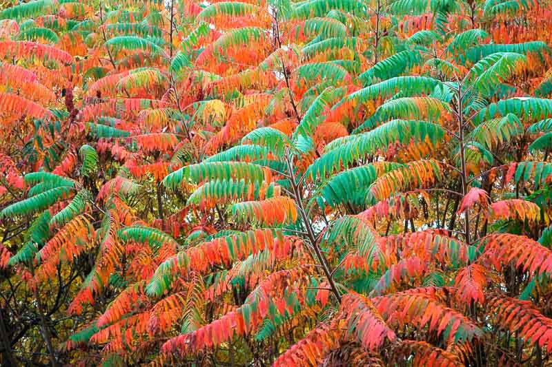 Rhus glabra (Smooth Sumac)