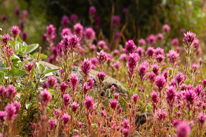 Castilleja exserta (Purple Owl's Clover)