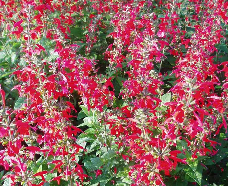 Salvia coccinea 'Lady in Red' (Scarlet Sage)