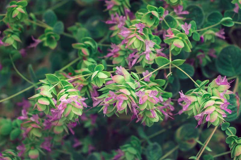 Origanum dictamnus (Dittany of Crete)