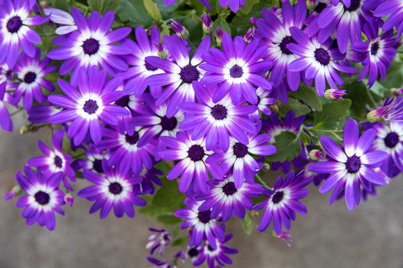 Cineraria: How to Grow and Care With Success