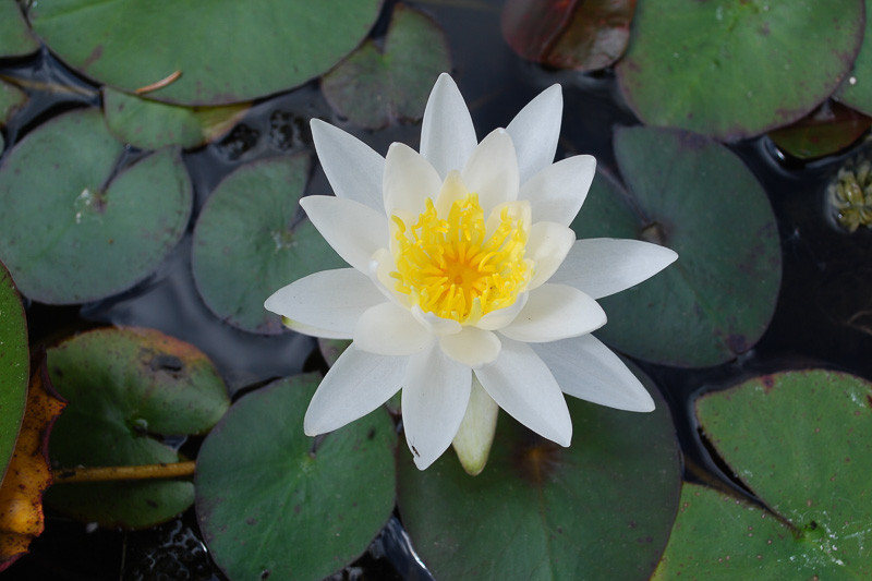 Nymphaea tetragona (Pygmy Water Lily)