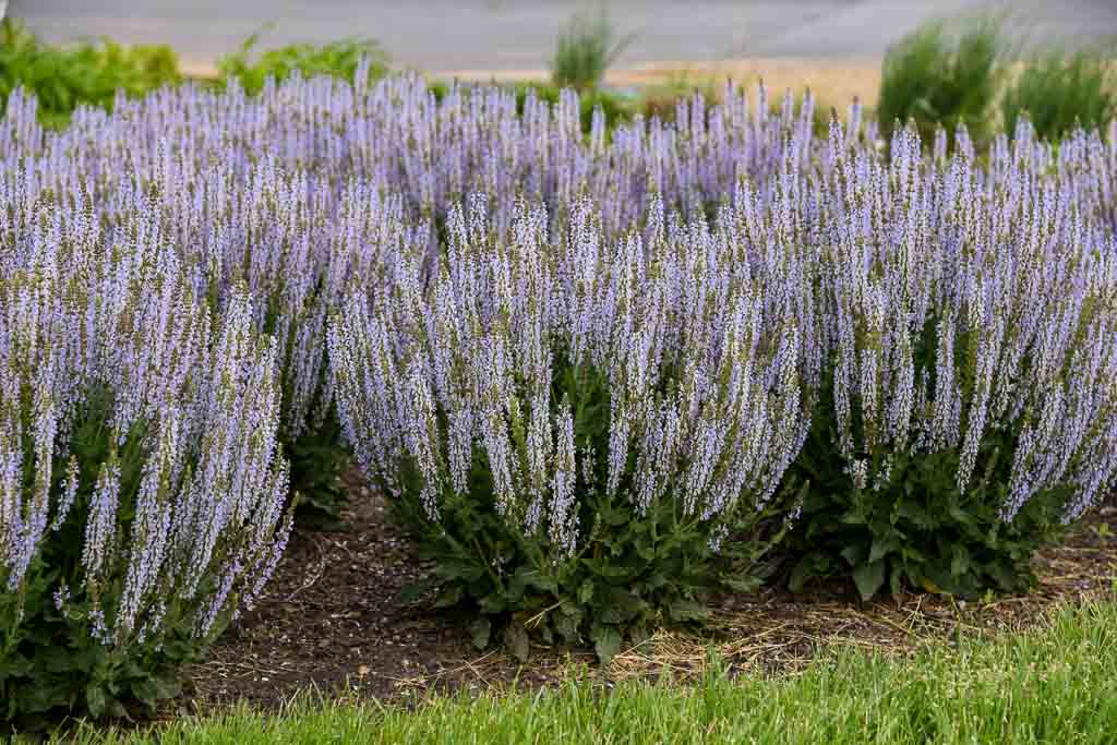 Salvia nemorosa 'Perfect Profusion' (Sage)
