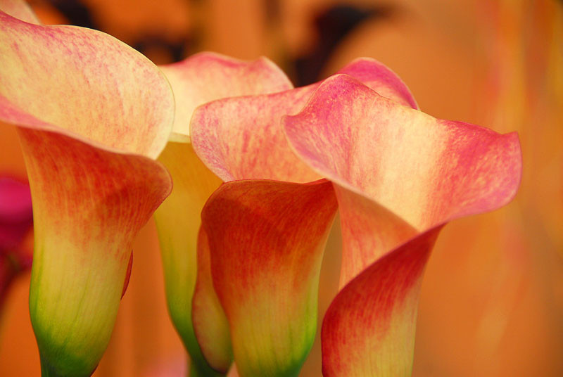 Zantedeschia 'Captain Safari' (Calla Lily)