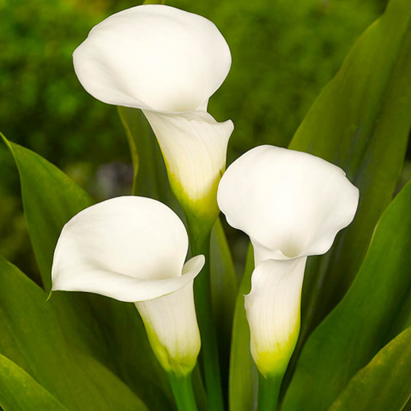 Zantedeschia 'Crystal Clear' (Calla Lily)