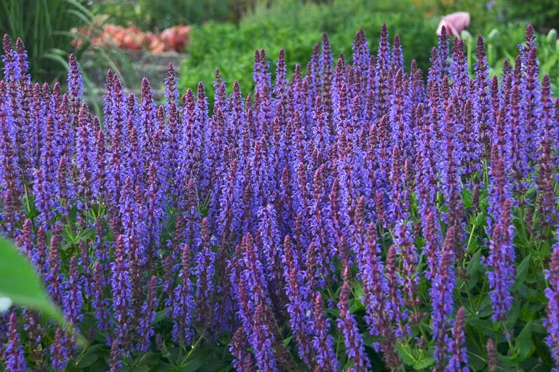 Salvia nemorosa 'Violet Riot' (Sage)