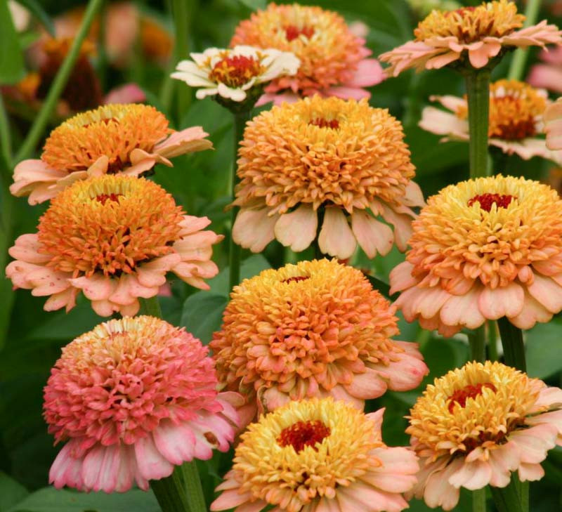 Zinnia elegans 'Zinderella Peach'