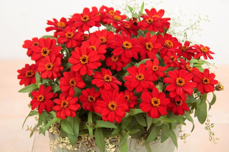 Zinnia 'Profusion Red'