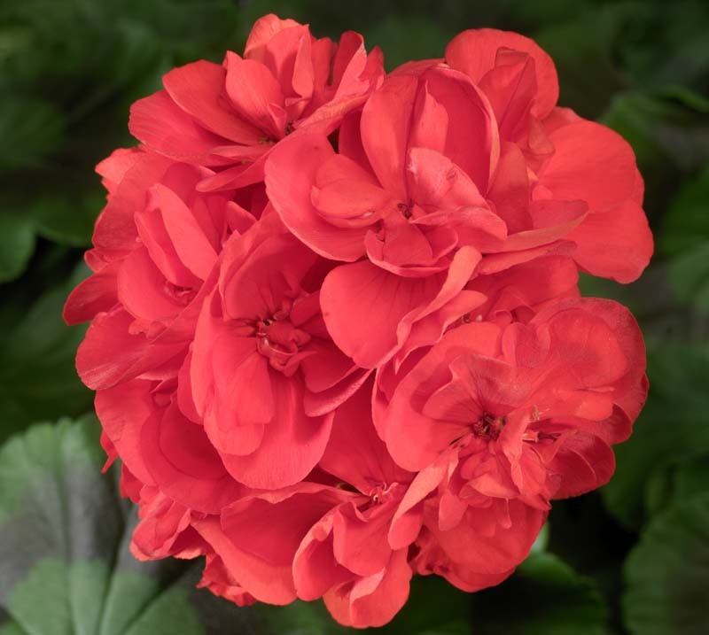 Pelargonium 'Americana Red' (Zonal Geranium)