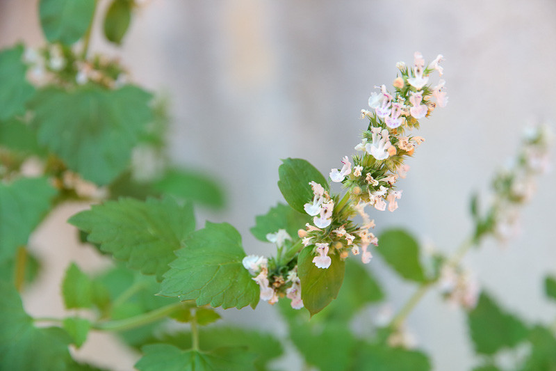 Nepeta cataria (Catnip)