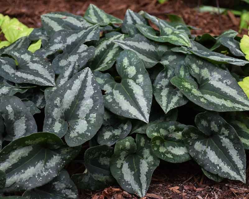 Asarum splendens (Chinese Wild Ginger)