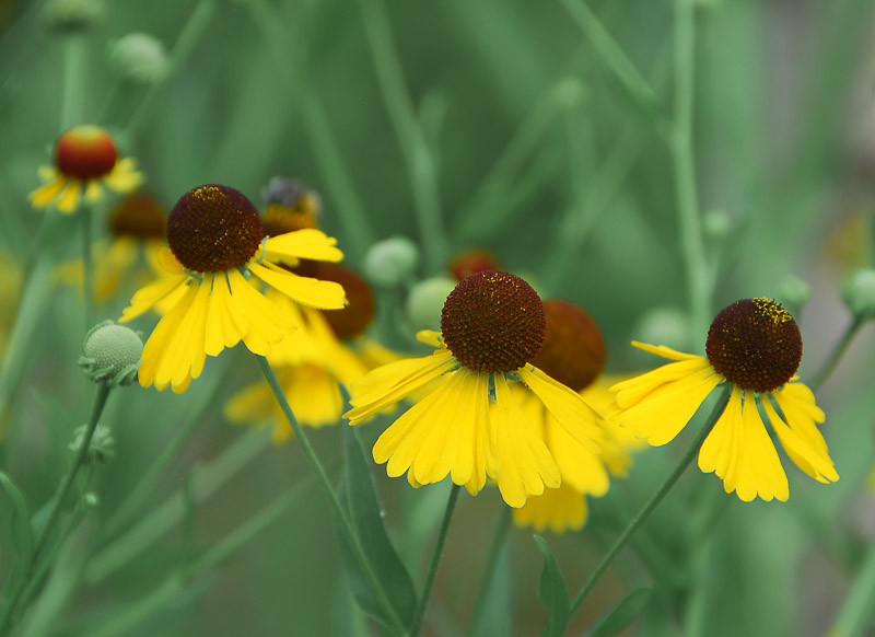 Helenium flexuosum (Purple-head Sneezeweed)