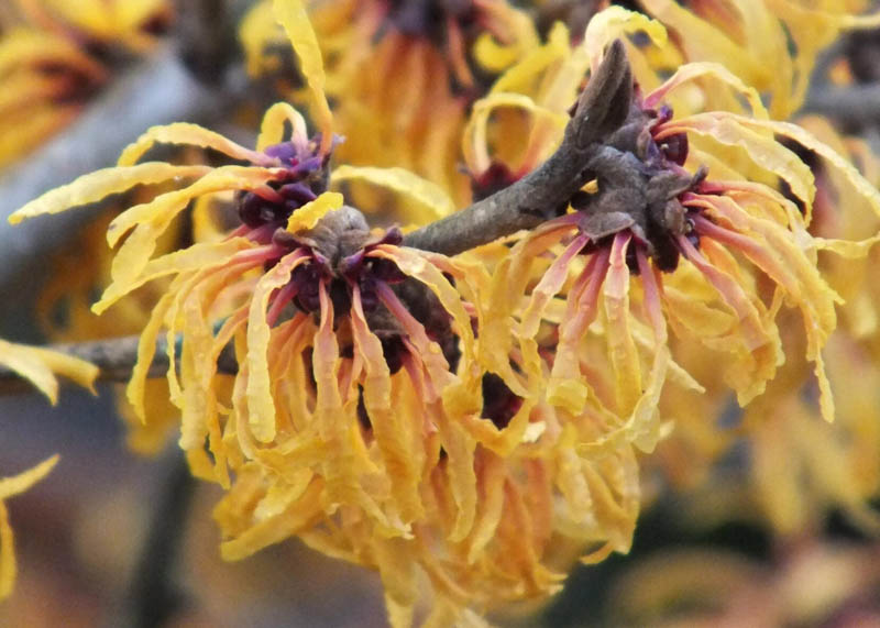 Hamamelis x intermedia 'Orange Peel' (Witch Hazel)