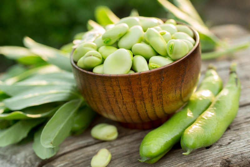 Vicia faba - Fava Beans