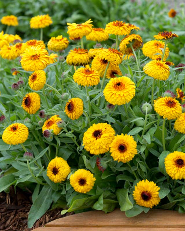 Calendula officinalis 'Bull's Eye' (Pot Marigold)