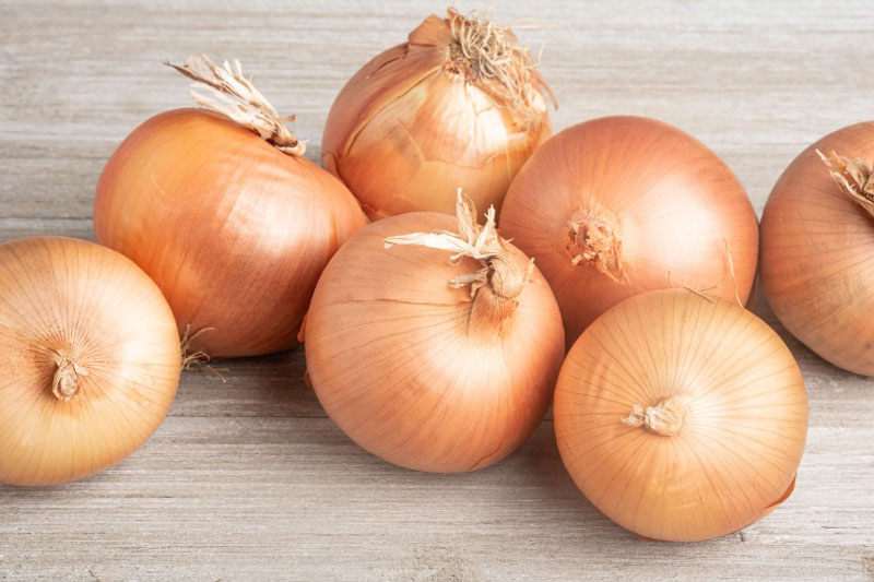 Allium cepa (Onion)