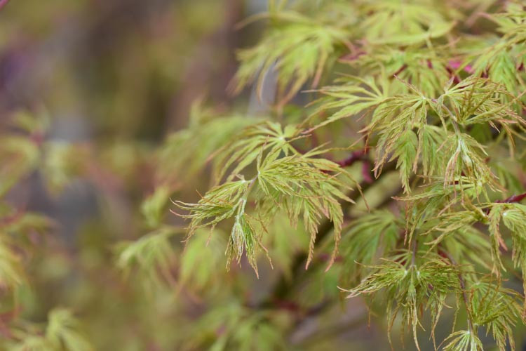 Acer palmatum 'Seiryu' (Laceleaf Japanese Maple)