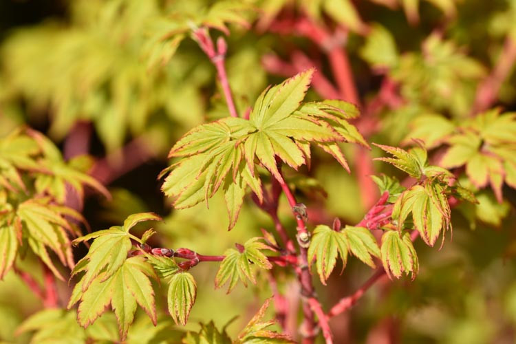 Acer palmatum 'Winter Flame' (Coral Bark Maple)