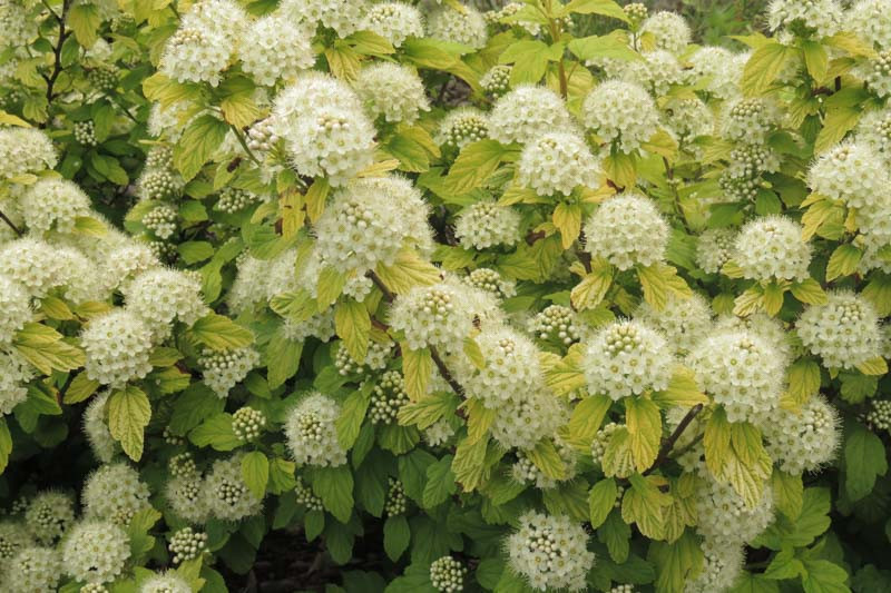 Physocarpus opulifolius (Common Ninebark)