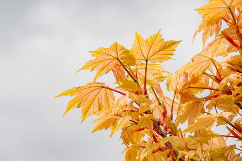 Acer pseudoplatanus 'Brilliantissimum' (Sycamore Maple)