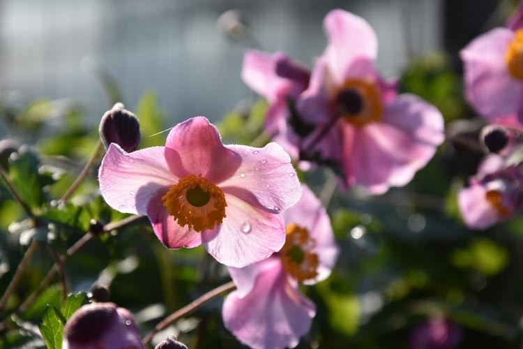 Anemone hupehensis var Japonica 'Splendens' (Japanese Anemone)
