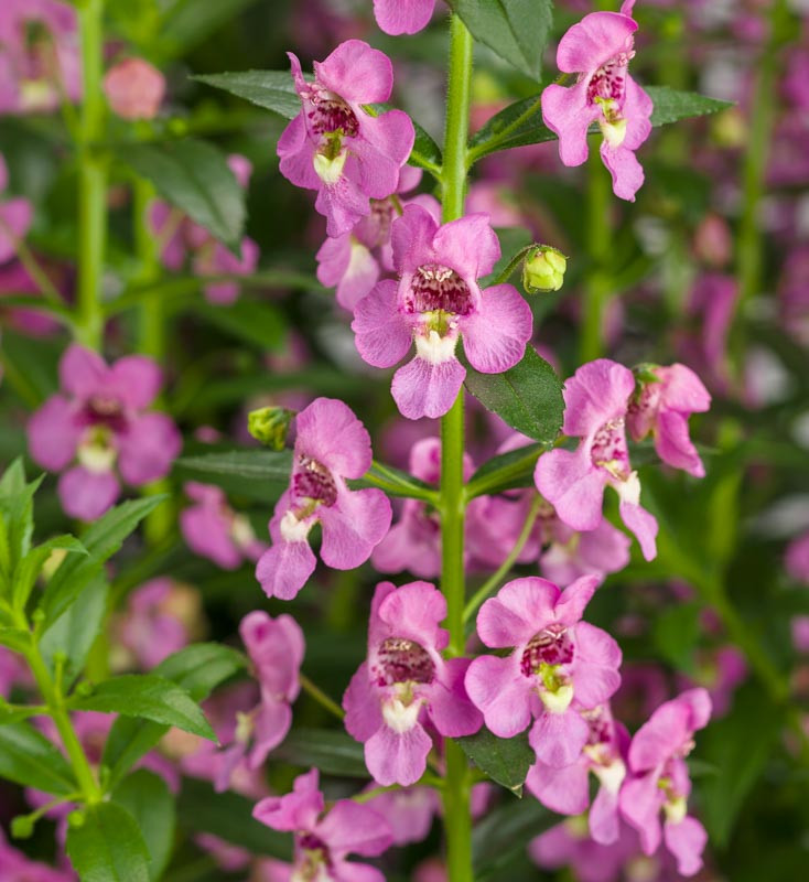 Angelonia 'Angelface Super Pink' (Summer Snapdragon)