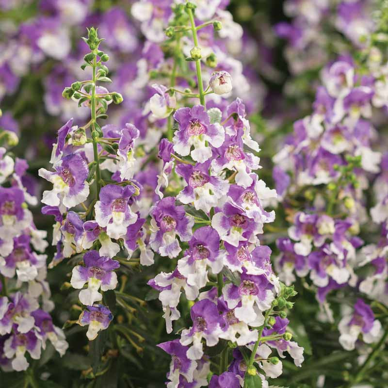 Angelonia 'Angelface Wedgwood Blue' (Summer Snapdragon)