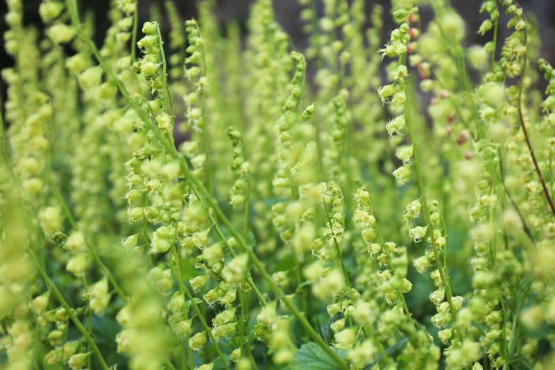 Tellima grandiflora (Fringe Cups)