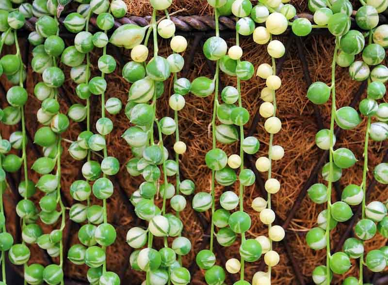 String of Pearls (Senecio rowleyanus)