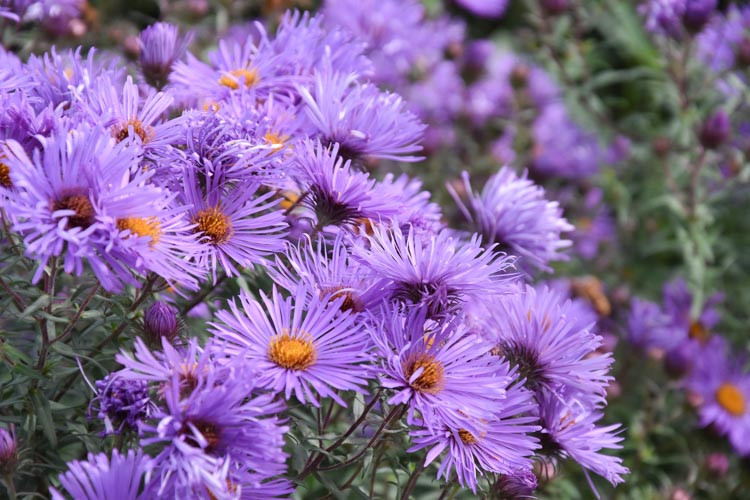 Aster novae-angliae 'Purple Cloud' (New England Asters)