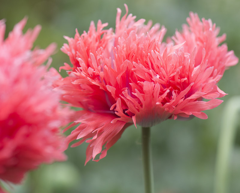 Papaver orientale 'Fancy Feathers' (Oriental Poppy)